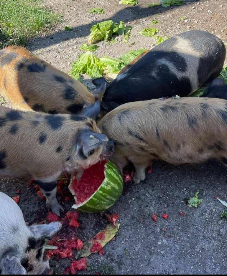 The Loop Resource program: a win for the environment, farmers, and animals - StrathmoreNow.com ...